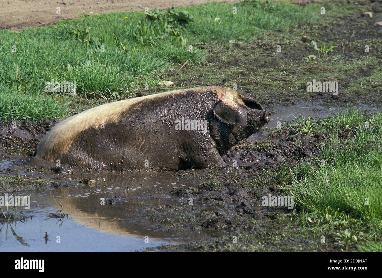 Adult having mud bath hi-res stock photography and images - Alamy