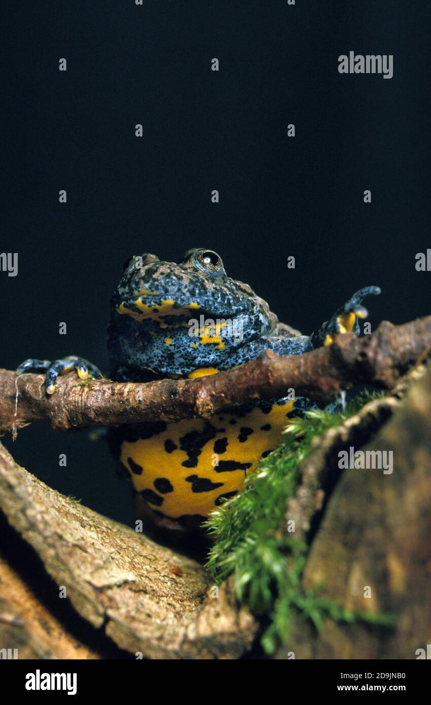 YELLOW BELLIED TOAD bombina variegata Stock Photo - Alamy