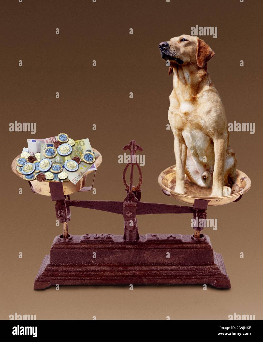 YELLOW LABRADOR RETRIEVER, THE PRICE OF PET, SYMBOLIC IMAGE Stock Photo ...