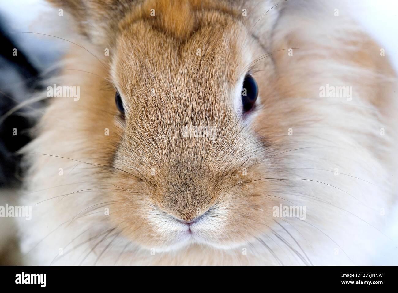 RED DWARF RABBIT, CLOSE-UP OF HEAD Stock Photo - Alamy