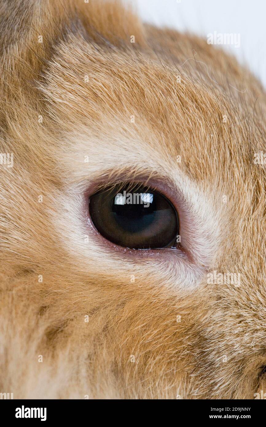 RED DWARF RABBIT, CLOSE-UP OF EYE Stock Photo - Alamy