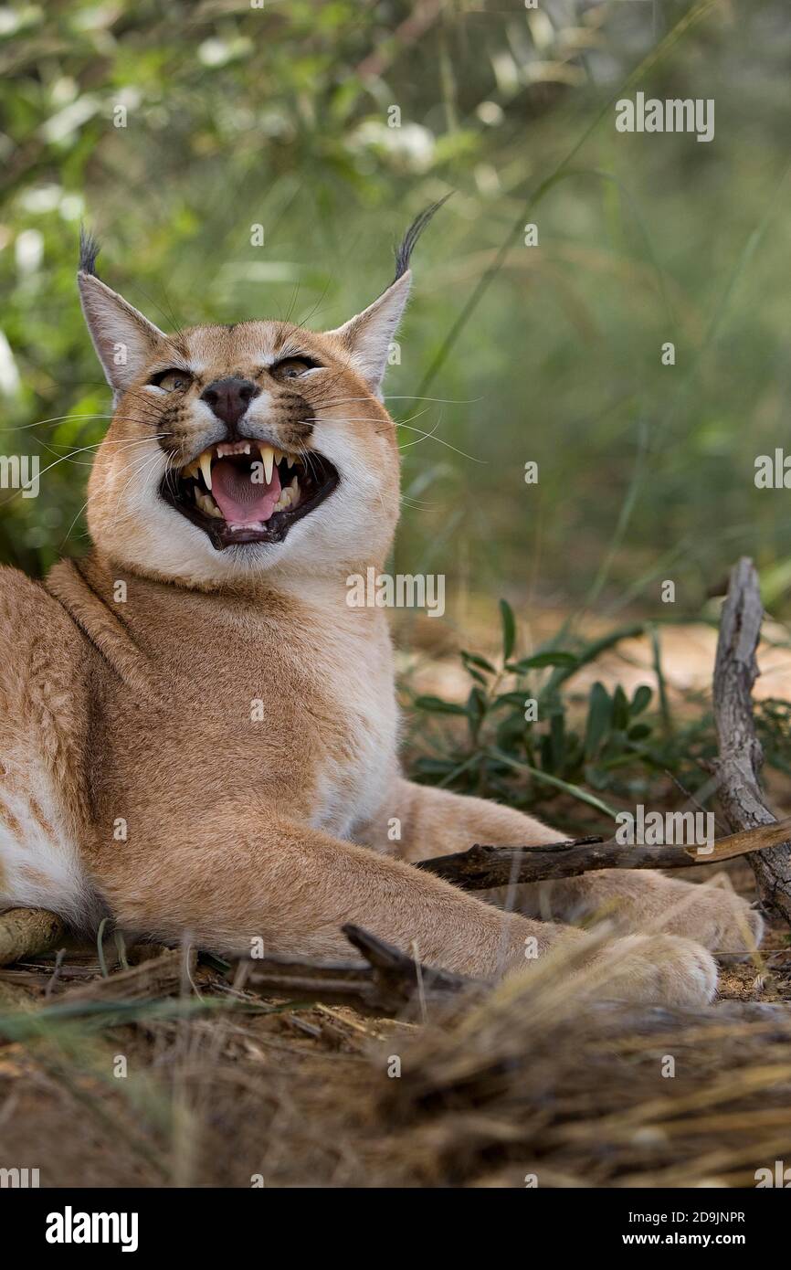 CARACAL caracal caracal, ADULT GROWLING, NAMIBIA Stock Photo - Alamy