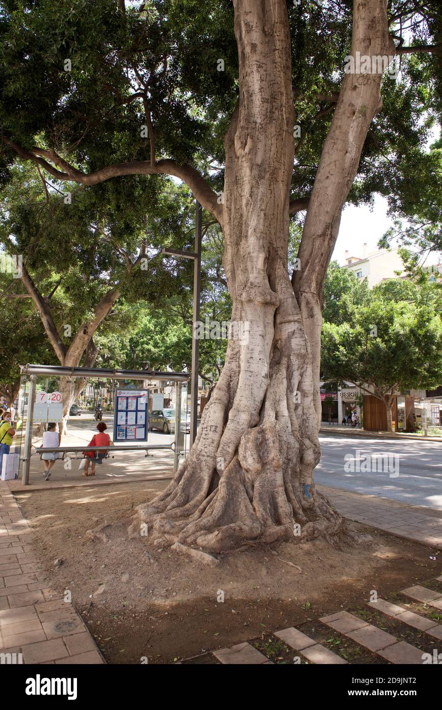Bus shelter by tree hi-res stock photography and images - Alamy
