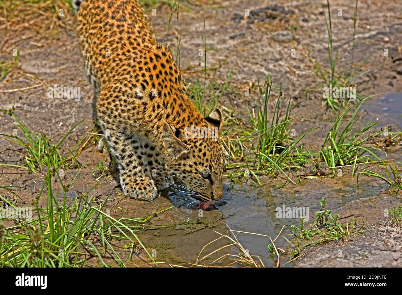 LEOPARD (4 MONTHS OLD CUB) panthera pardus, YOUNG DRIKING FROM POND ...