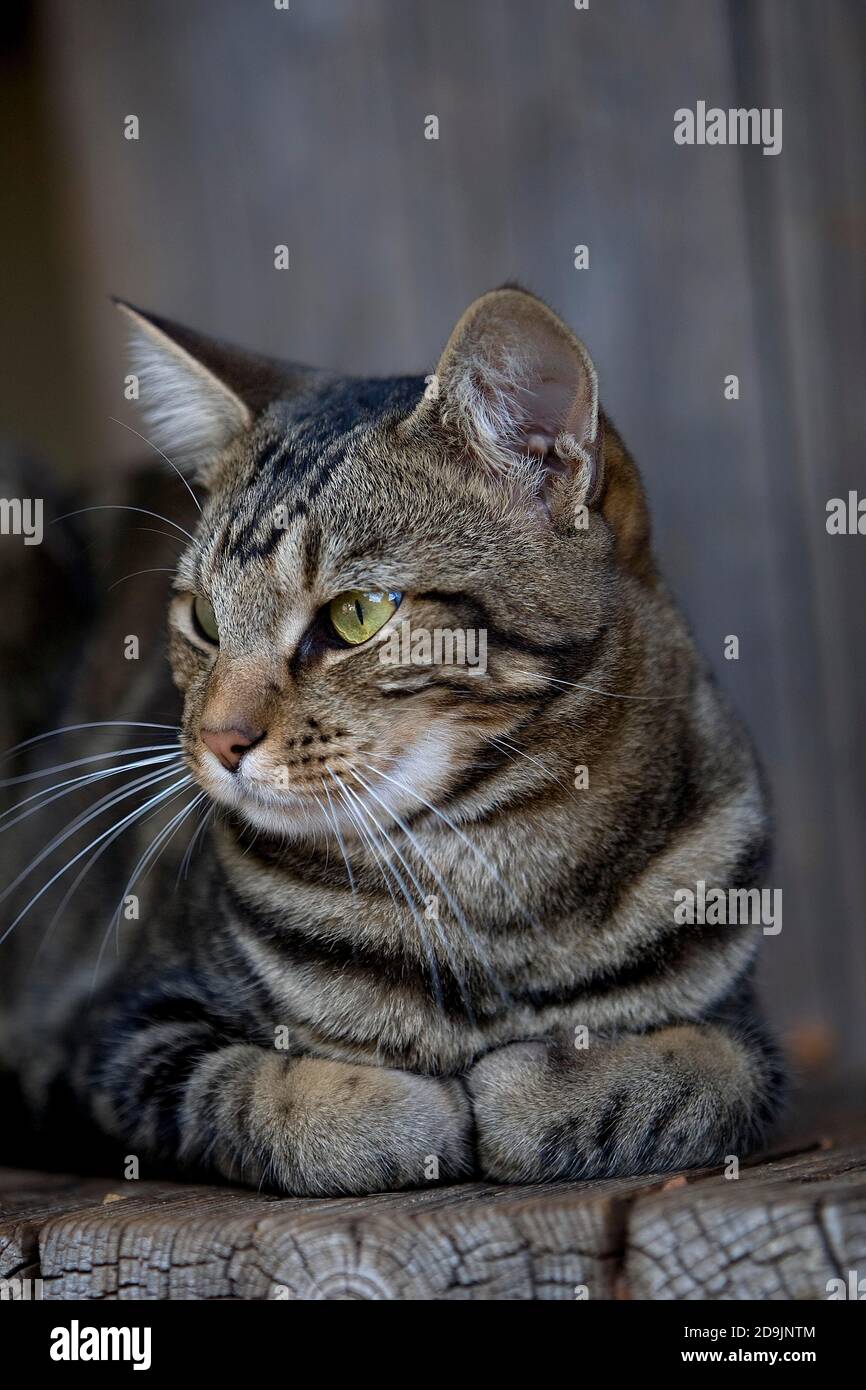 DOMESTIC CAT IN NAMIBIA Stock Photo - Alamy