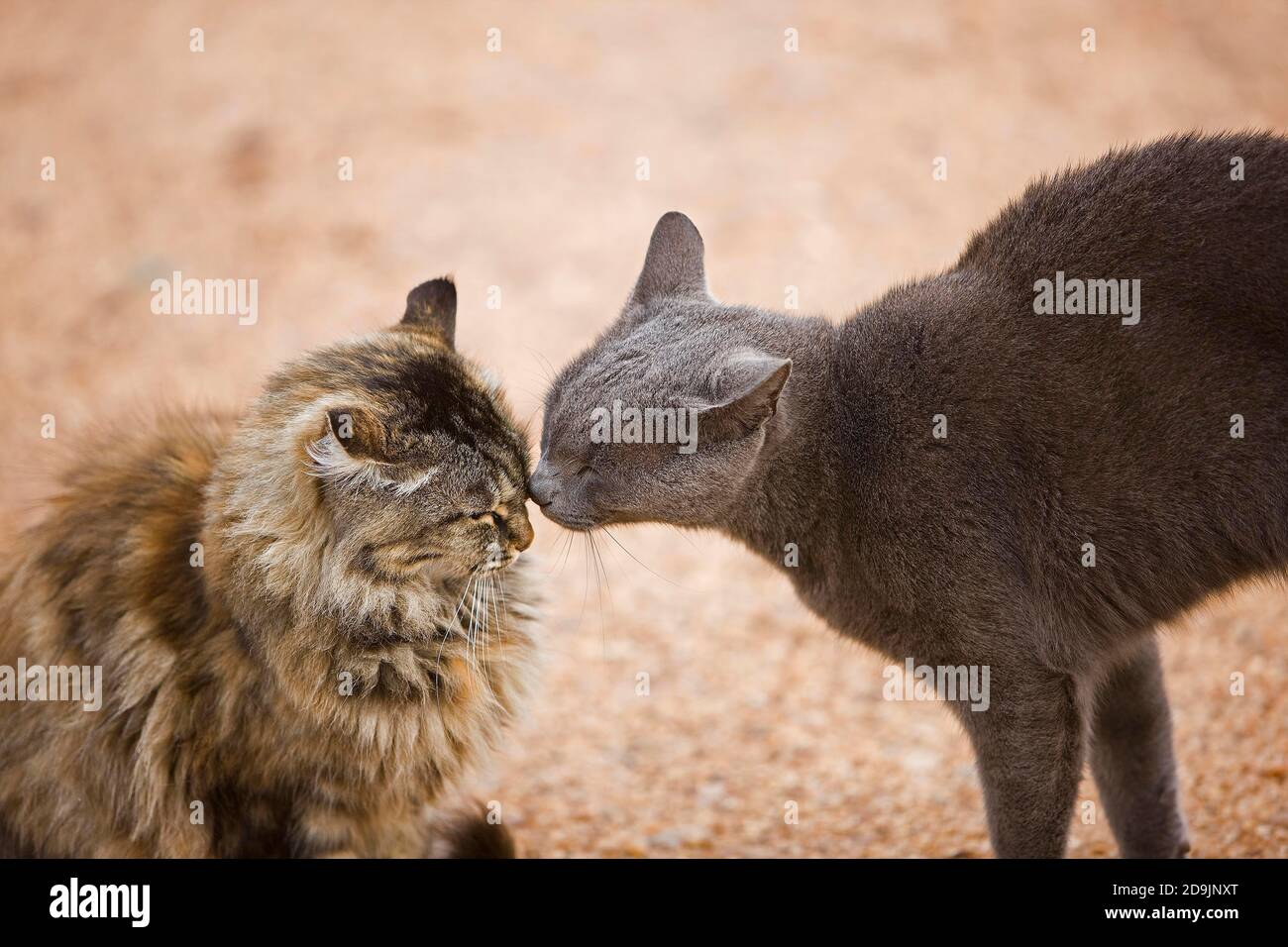 DOMESTIC CATS IN NAMIBIA Stock Photo - Alamy