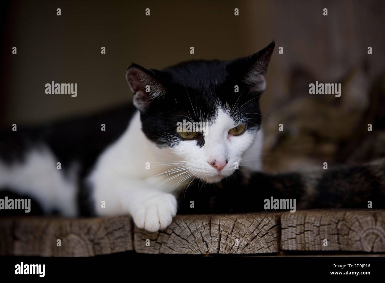 BLACK AND WHITE DOMESTIC CAT, NAMIBIA Stock Photo - Alamy