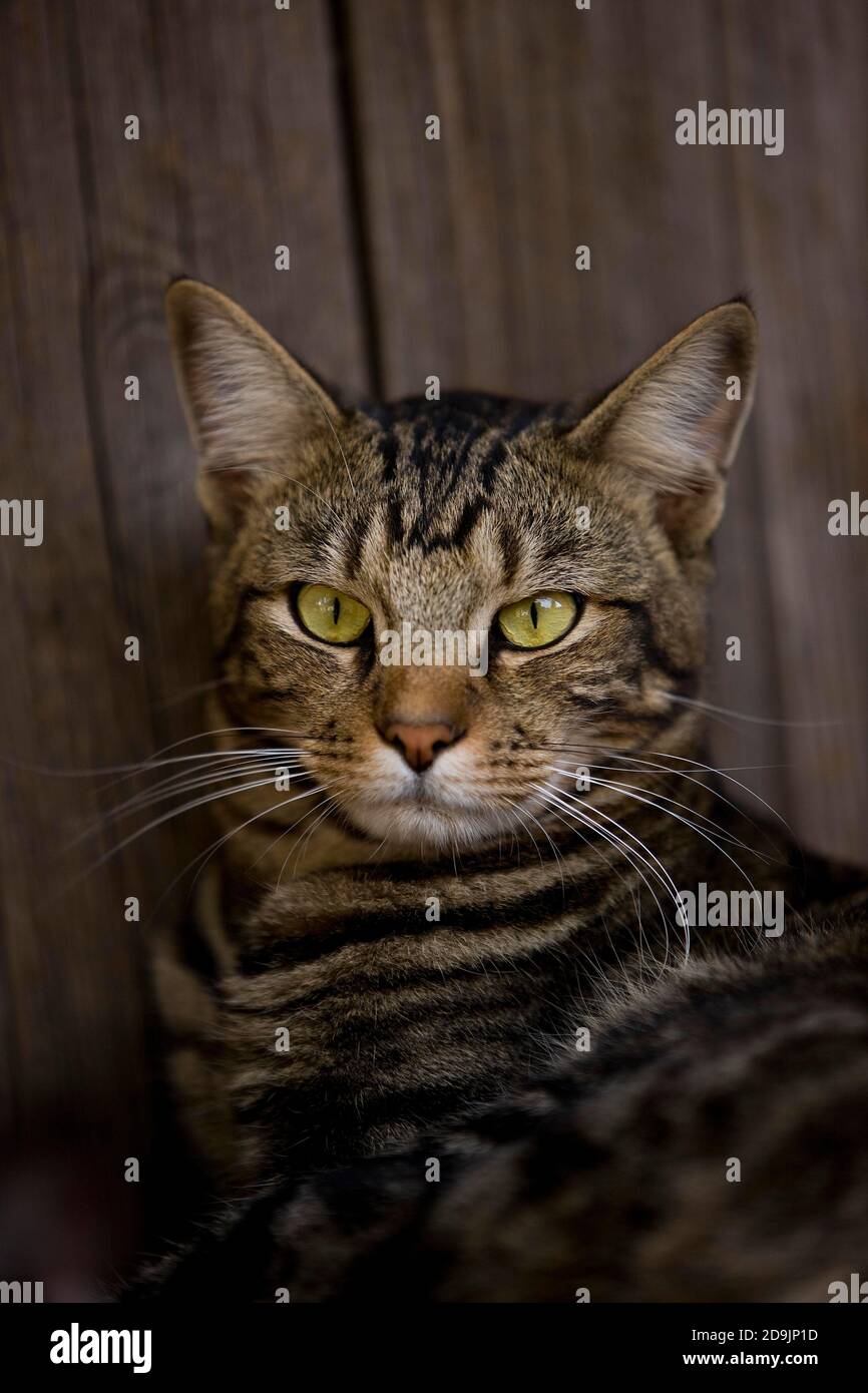 DOMESTIC CAT IN NAMIBIA Stock Photo - Alamy