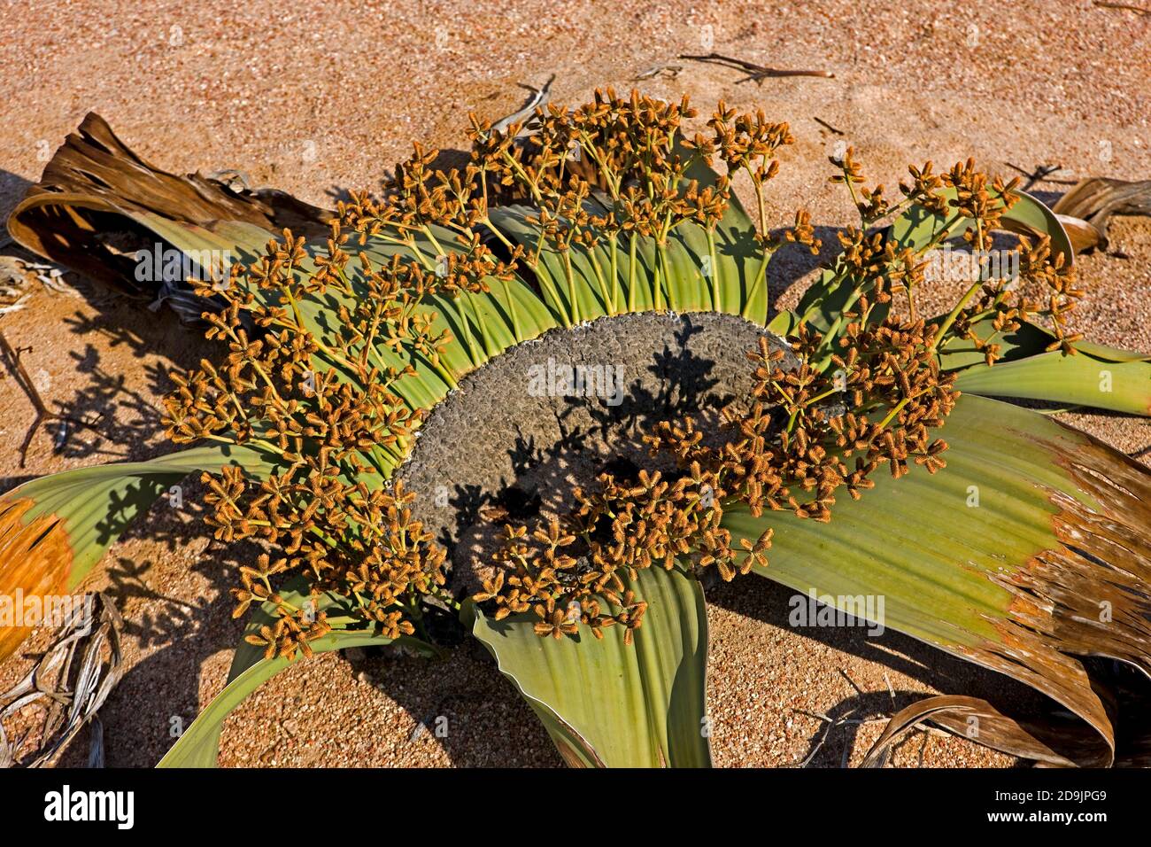 WELWITSCHIA welwitschia mirabilis, NAMIB DESERT IN NAMIBIA Stock Photo ...
