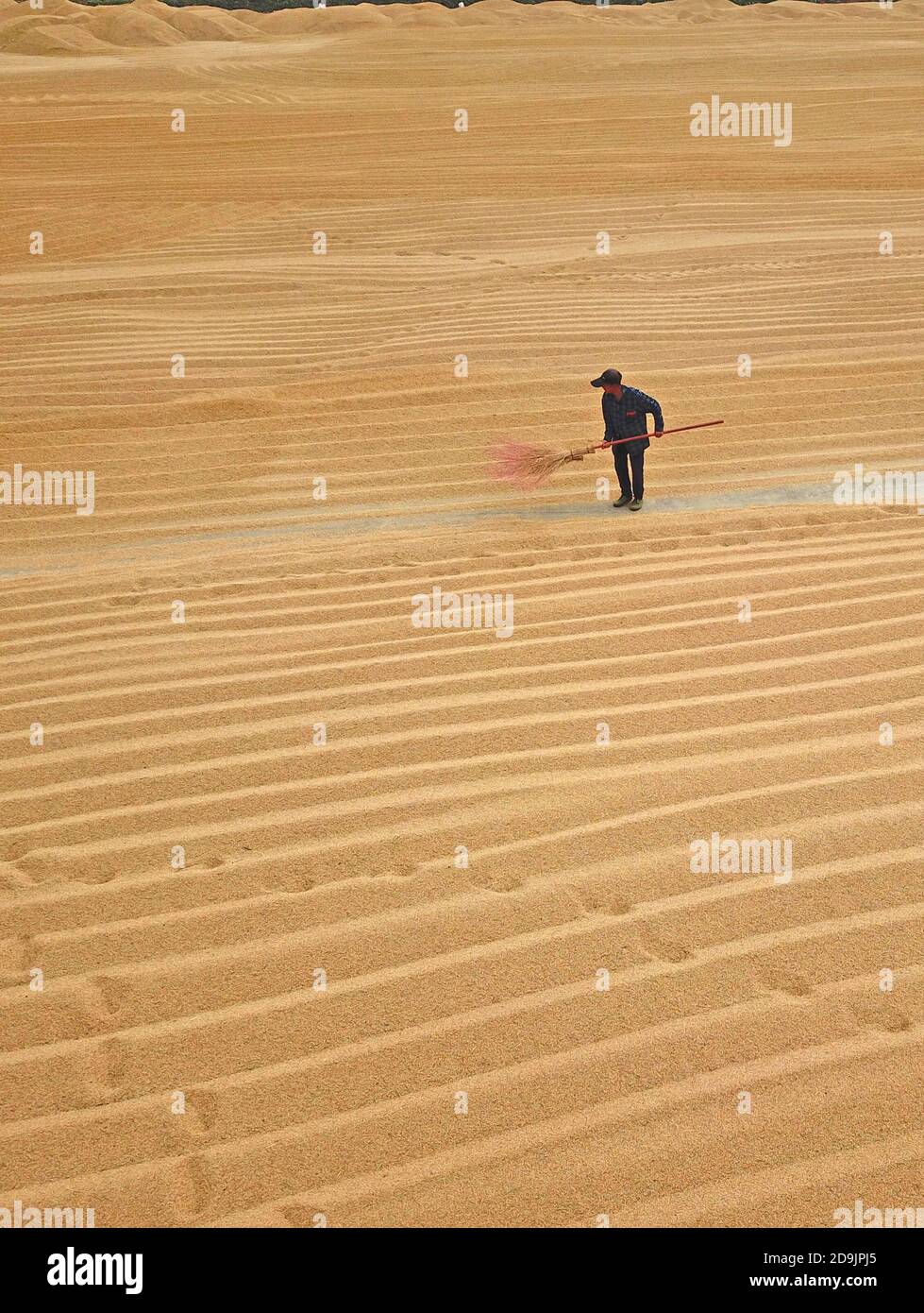 Aerial view of a farm, where farmers dry the paddy immediately after ...
