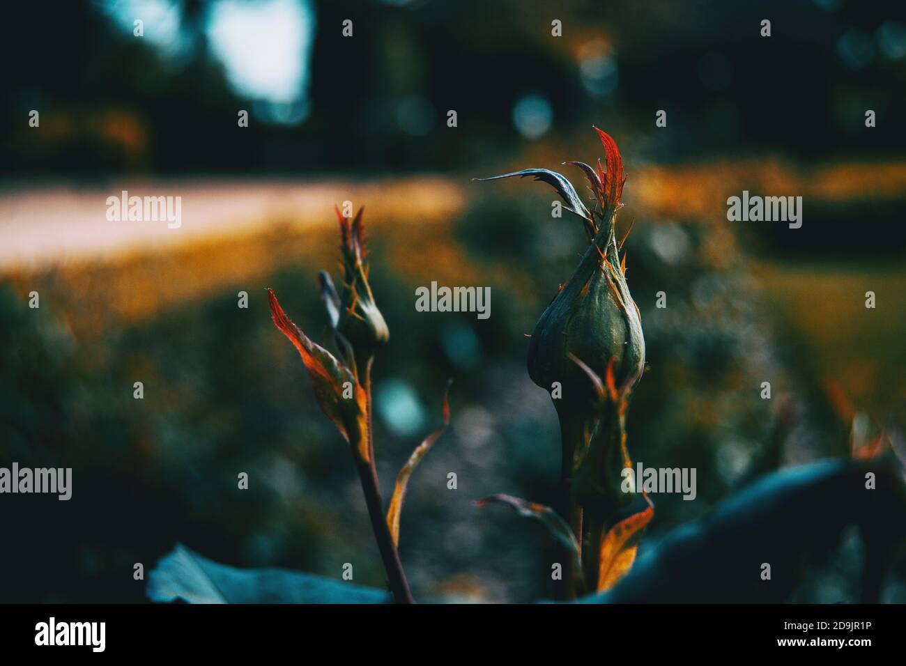 Closed rose flowers hi-res stock photography and images - Alamy