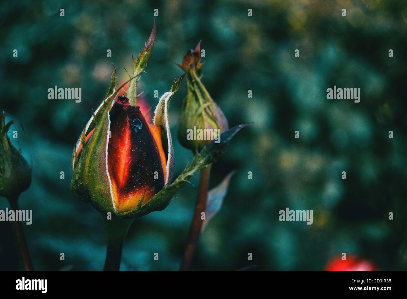 Blossoming process hi-res stock photography and images - Alamy