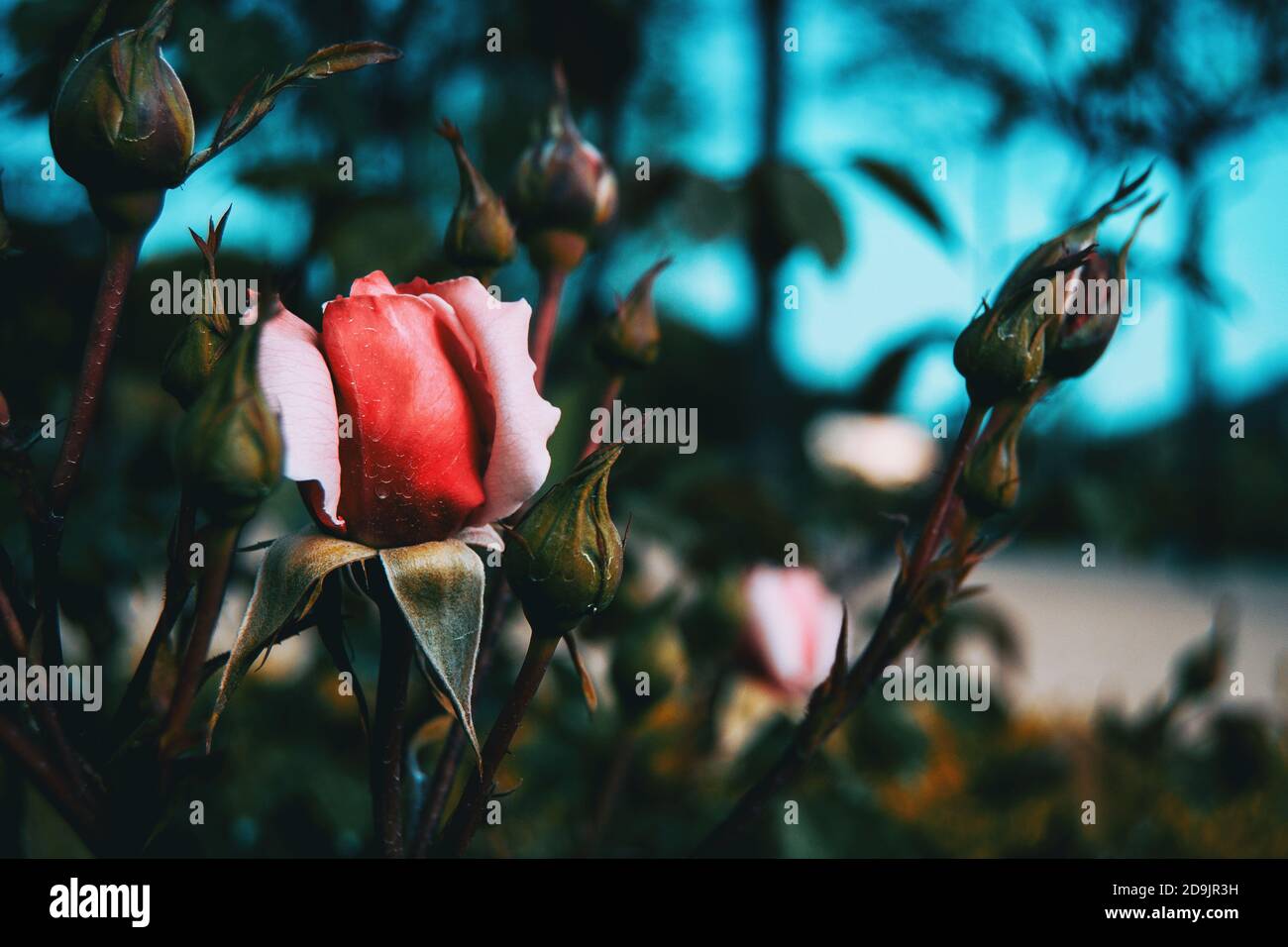 Full bloomed pink rose hi-res stock photography and images - Alamy