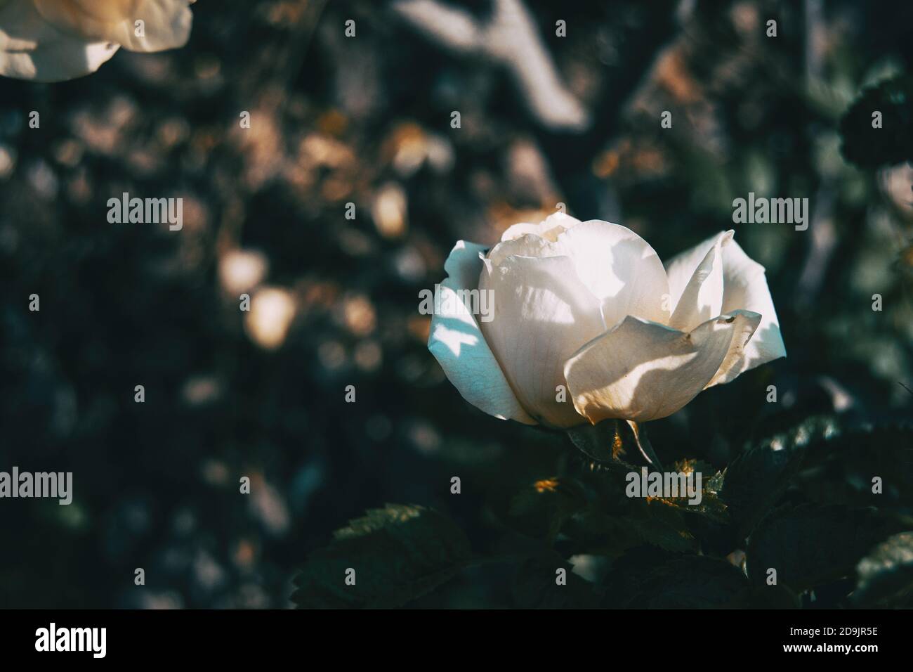 Pure white rose flowers hi-res stock photography and images - Alamy