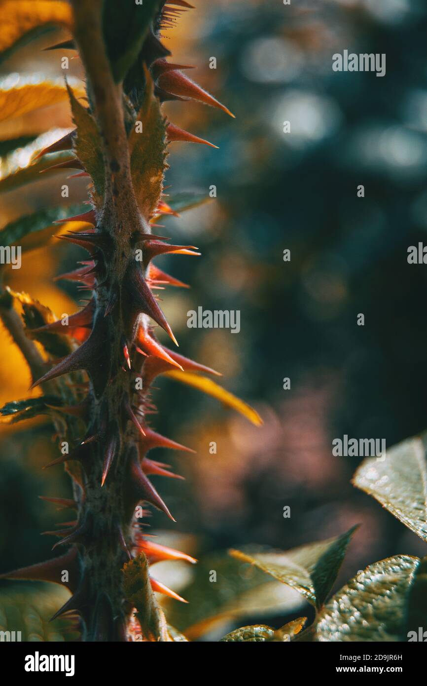 Detail of the reddish spines on a stem of a rose in the wild Stock ...