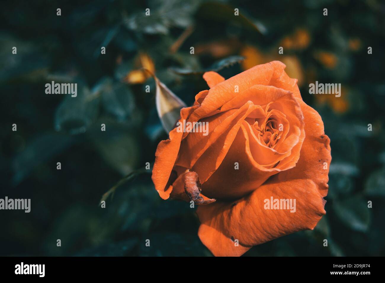 Open cut flowers hi-res stock photography and images - Alamy