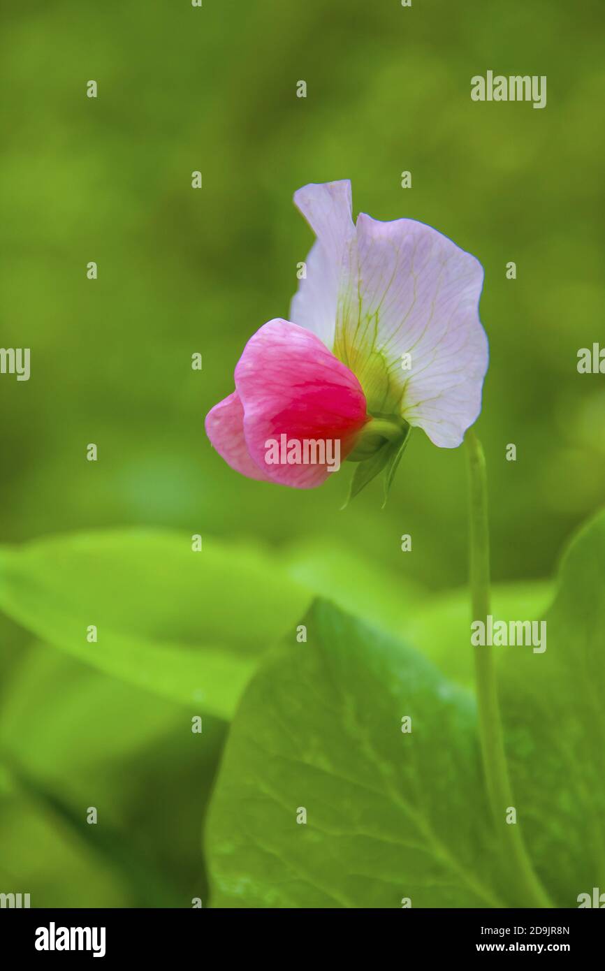 Flower of Lentil Stock Photo - Alamy