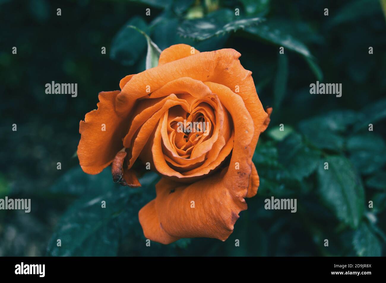 Centered picture hi-res stock photography and images - Alamy