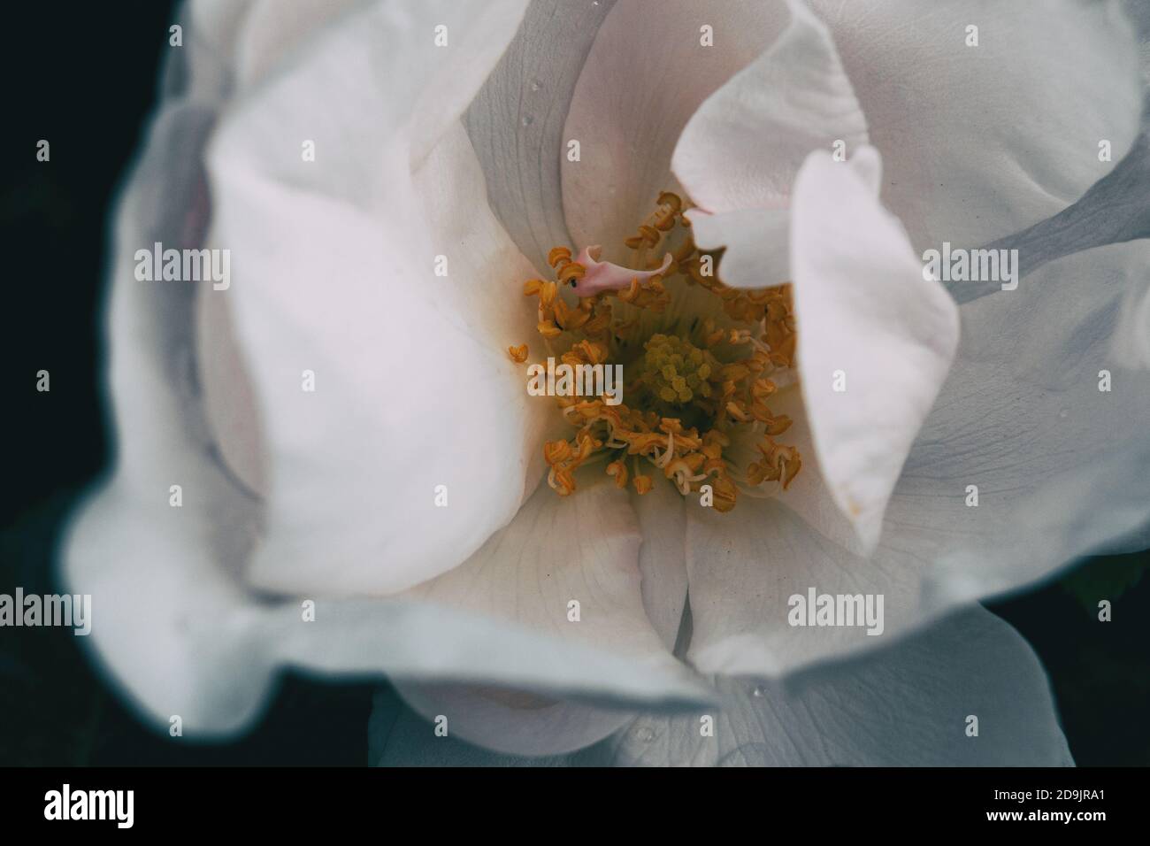 Envelope with flowers inside hi-res stock photography and images - Alamy