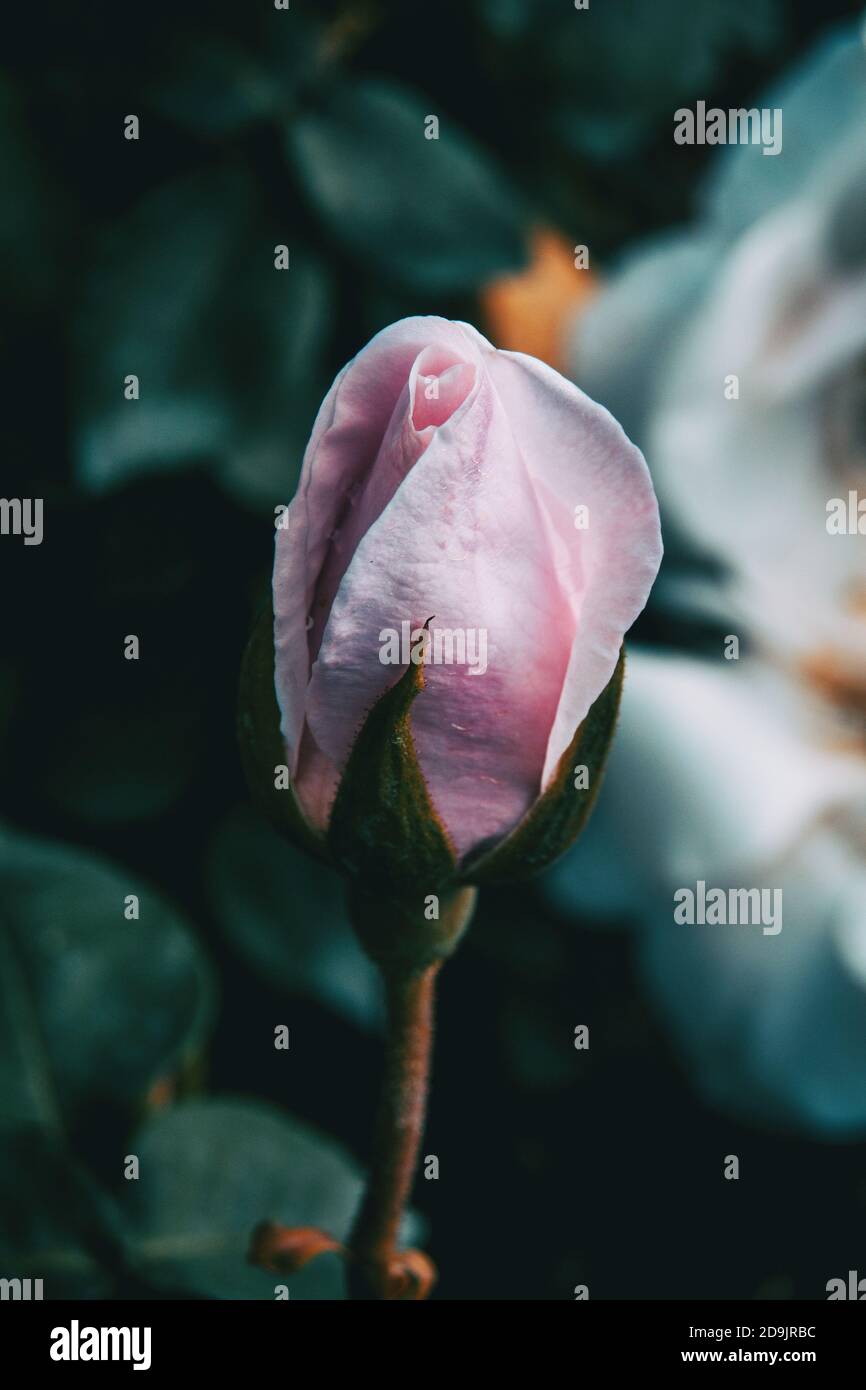 Closed rose flowers hi-res stock photography and images - Alamy