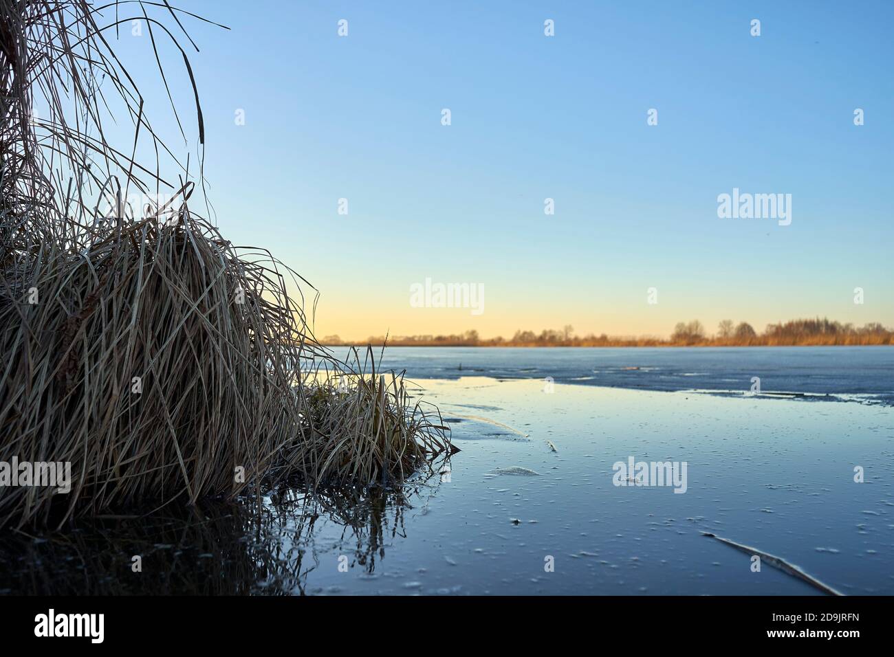 Bullrushes in winter hi-res stock photography and images - Alamy