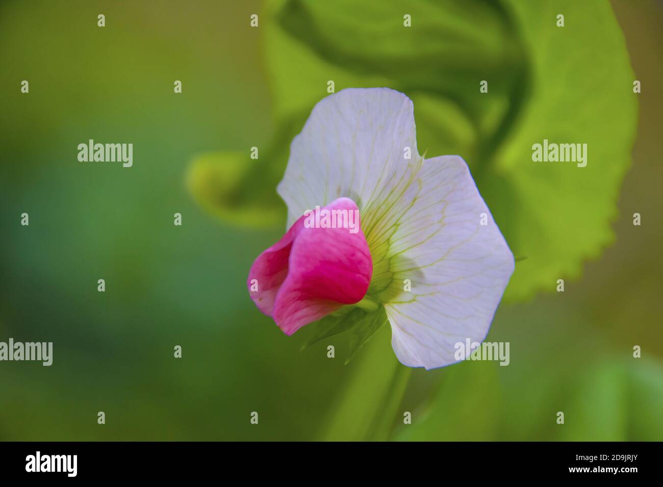 Lentil Flower and Lentil Stock Photo - Alamy