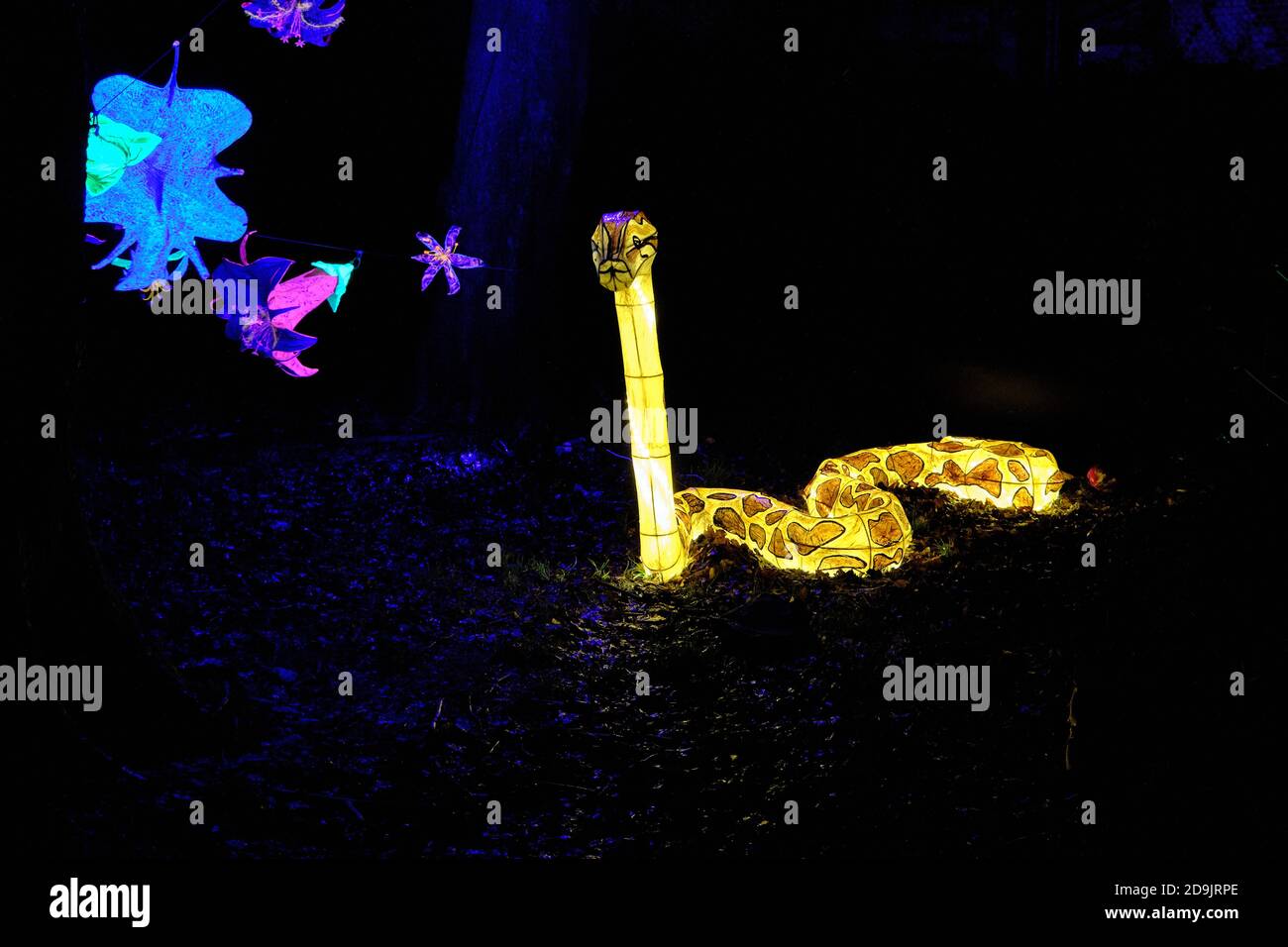 Illuminated python at Chester Zoo's The Lantern winter event Stock ...
