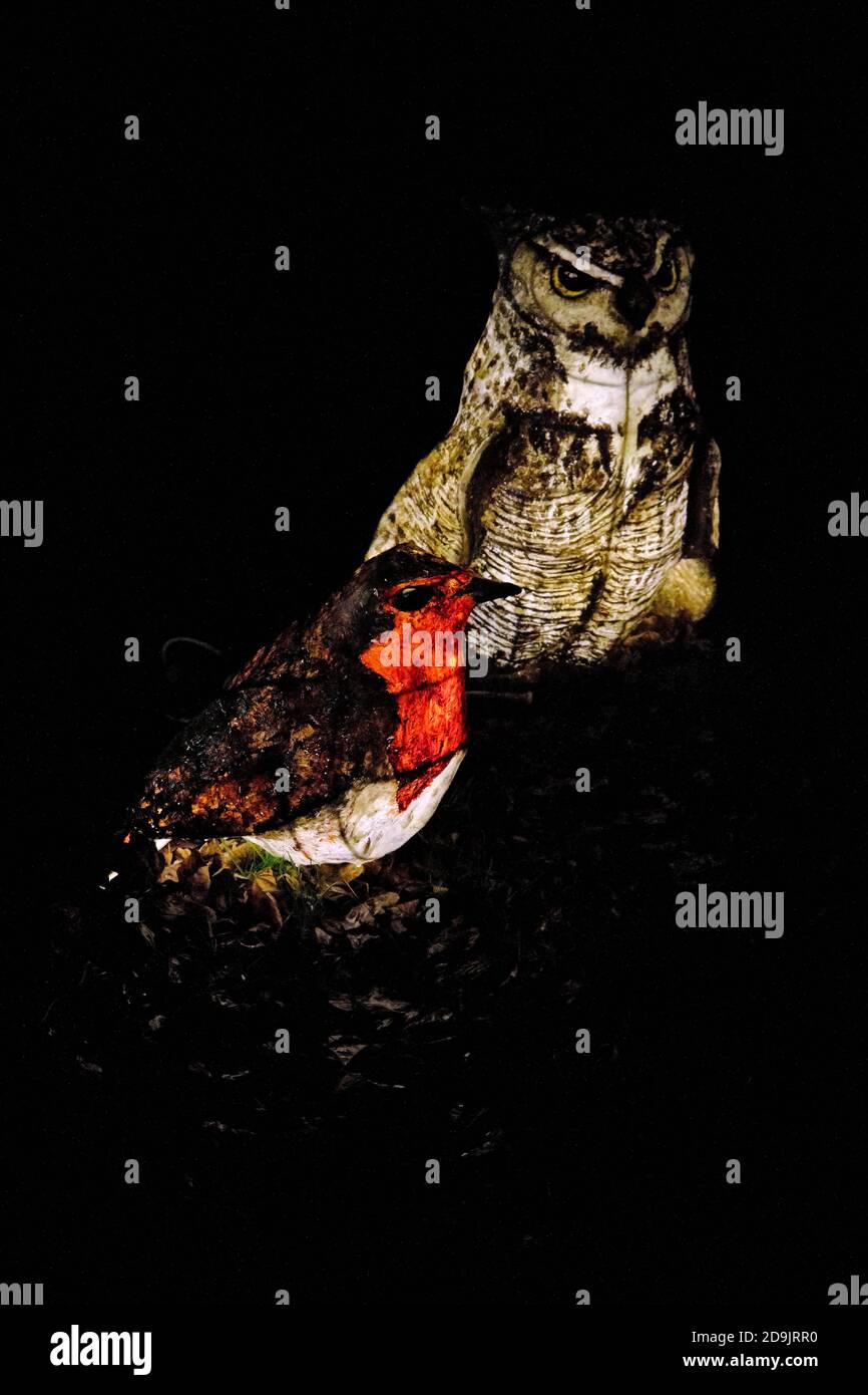 Illuminated owl and robin at Chester Zoo's The Lantern winter event ...