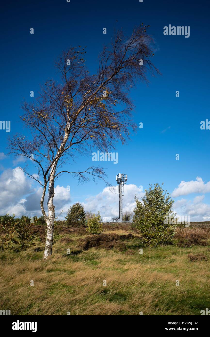 A wind bent tree frames a microwave antenna, wooldale cliff, holmfirth ...