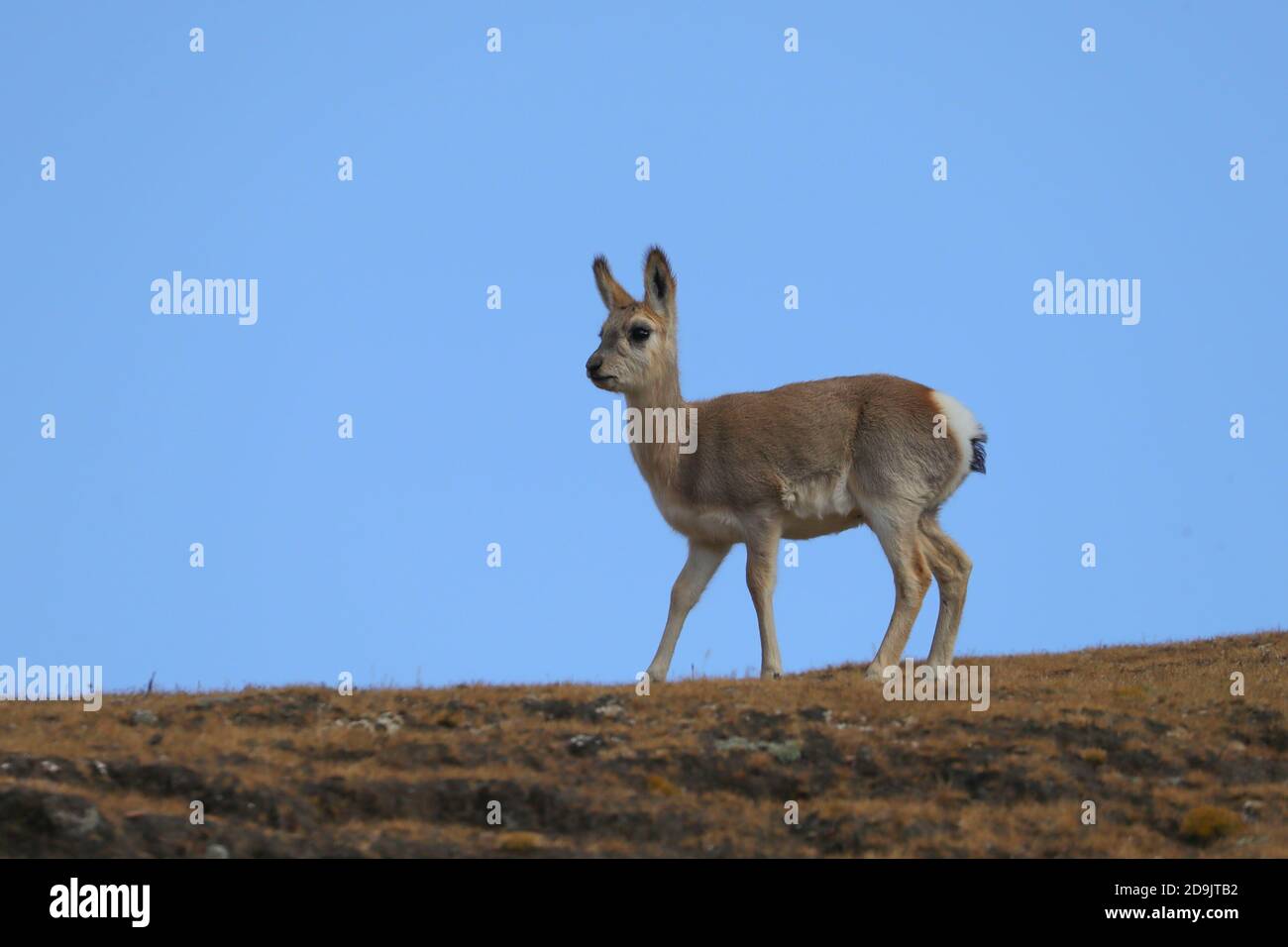 Procapra picticaudata, also known as tibetan gazelle, appears in Cuona ...
