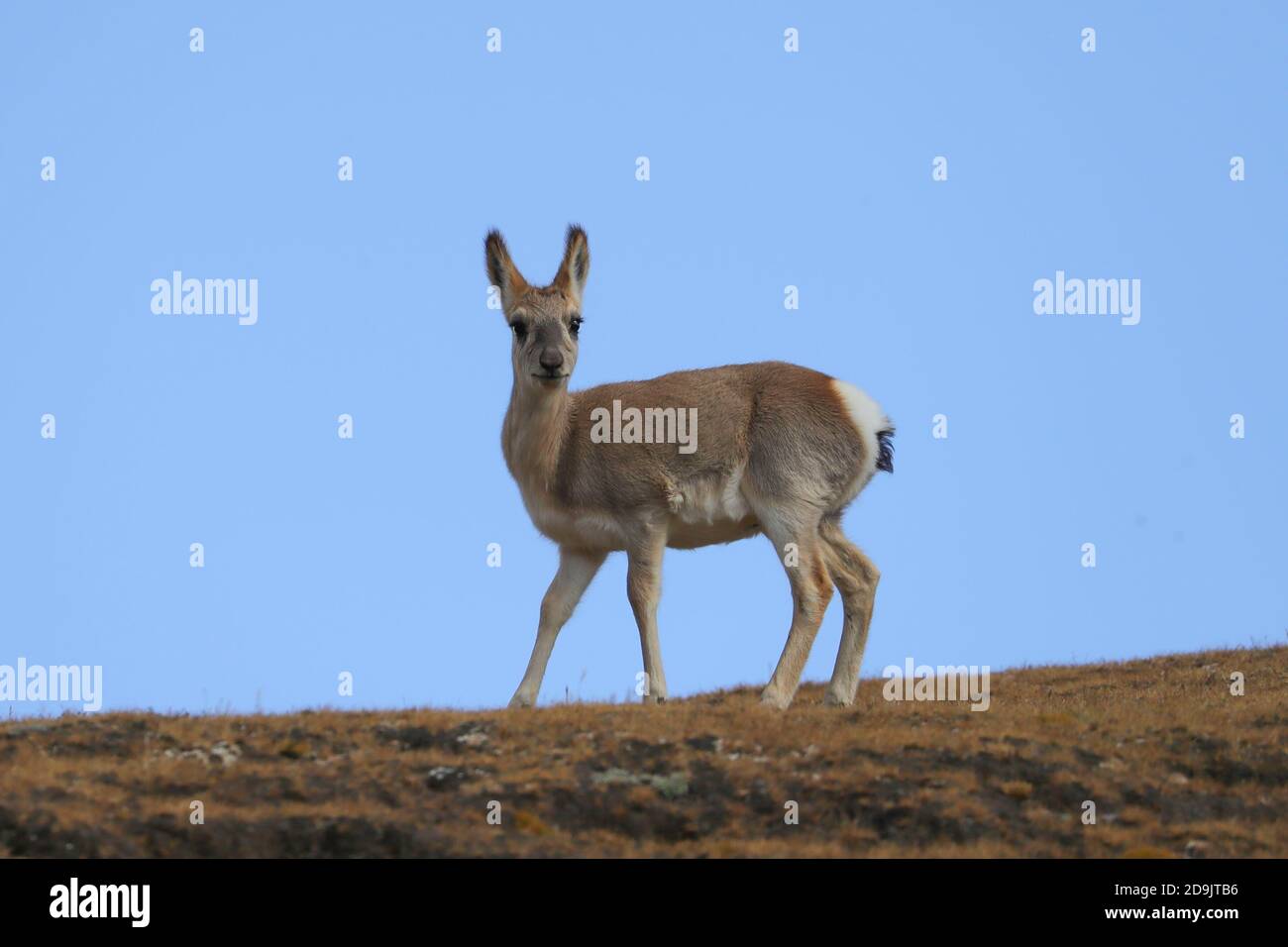 Procapra picticaudata, also known as tibetan gazelle, appears in Cuona ...