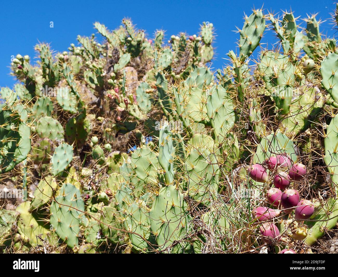 Prickly Pear cactus with figs in wild nature Stock Photo - Alamy
