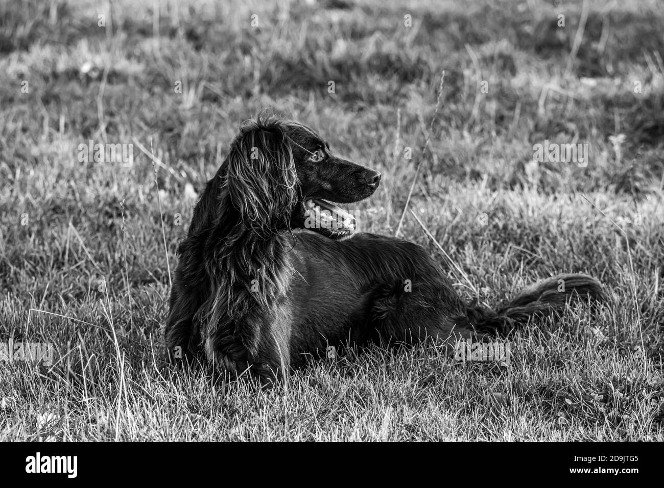 Gundogs High Resolution Stock Photography and Images - Alamy