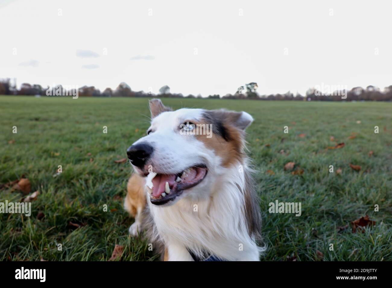 Happy Border collie Tri Merle dog with blue eyes on the green grass ...