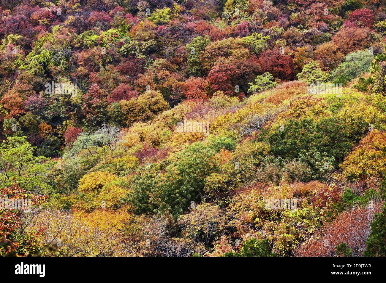 Aerial view of the beautiful autumn scenery in Baodugu National Forest ...