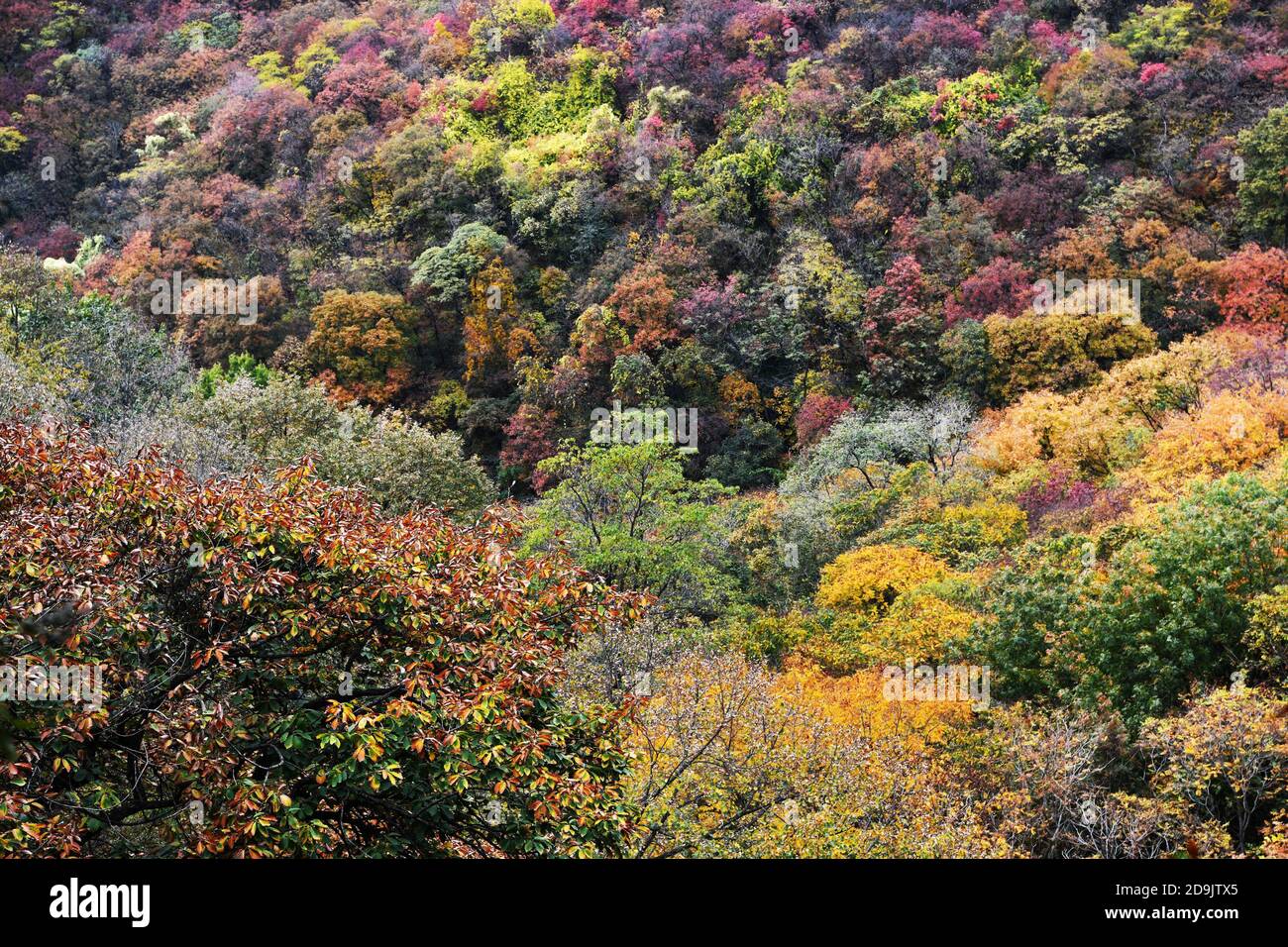Aerial view of the beautiful autumn scenery in Baodugu National Forest ...