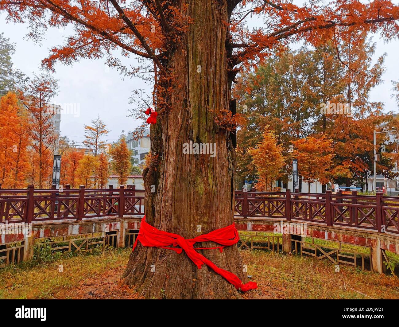 The oldest Metasequoia mother tree in the world which is more than 600 ...