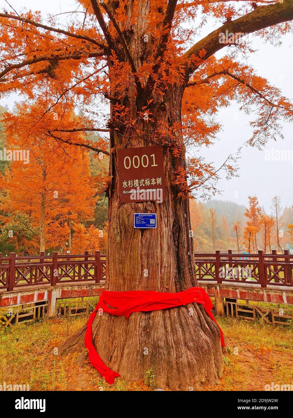 The oldest Metasequoia mother tree in the world which is more than 600 ...