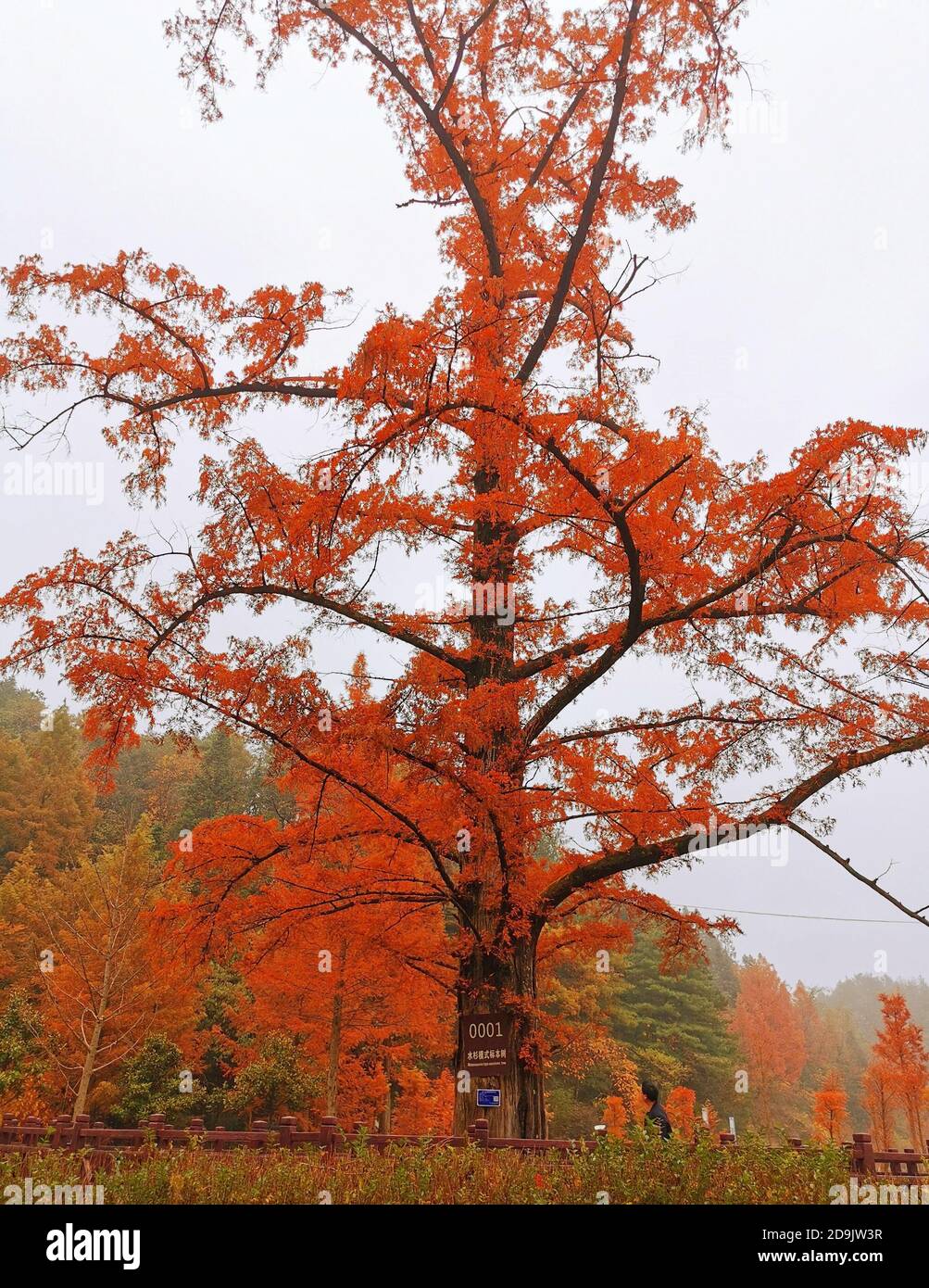 The oldest Metasequoia mother tree in the world which is more than 600 ...