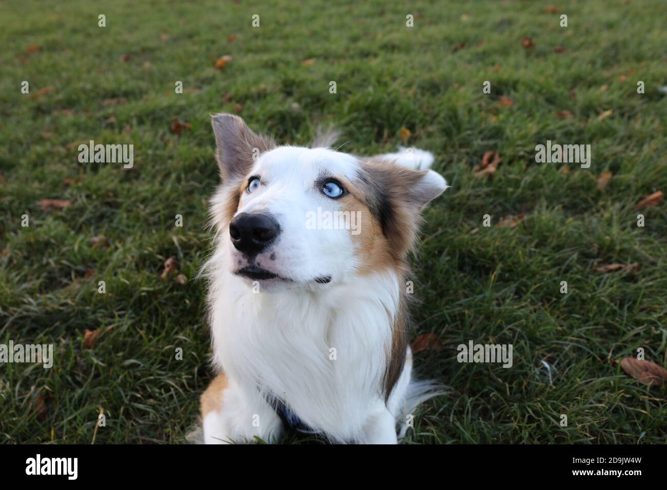 Happy Border collie Tri Merle dog with blue eyes on the green grass ...