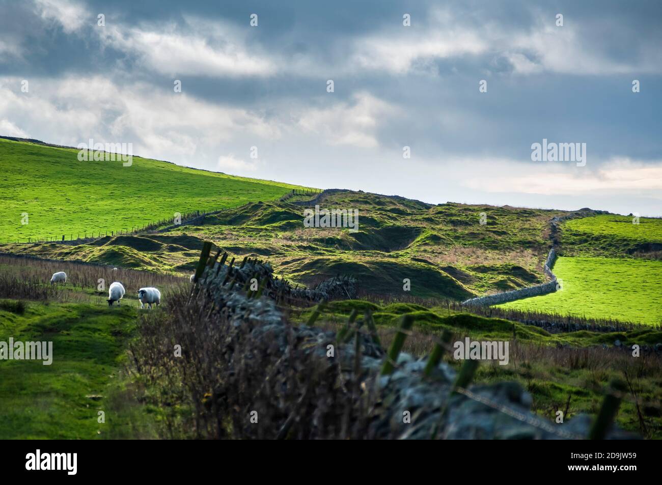 Wrangling rake hi-res stock photography and images - Alamy
