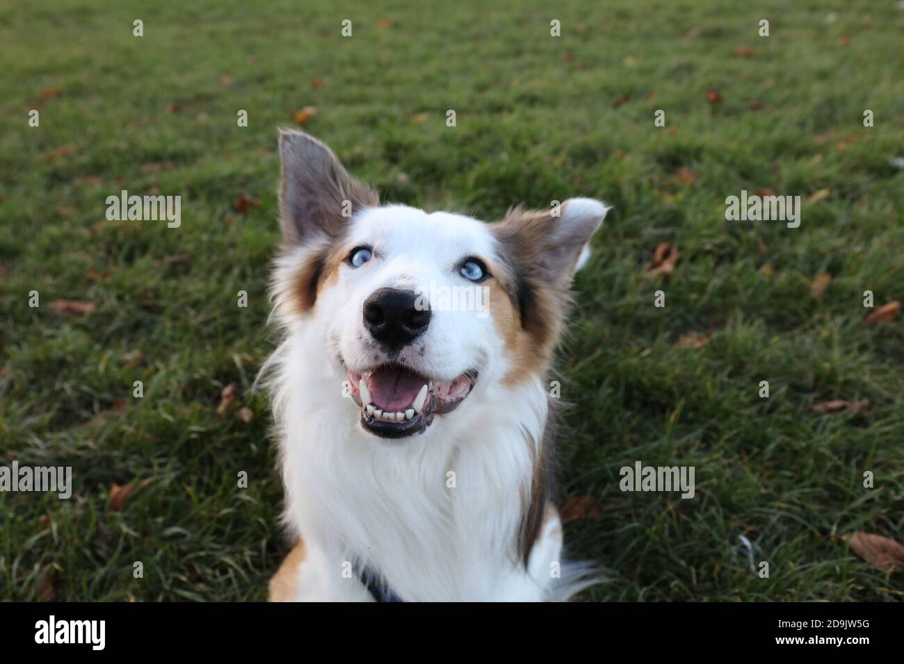 Happy Border collie Tri Merle dog with blue eyes on the green grass ...