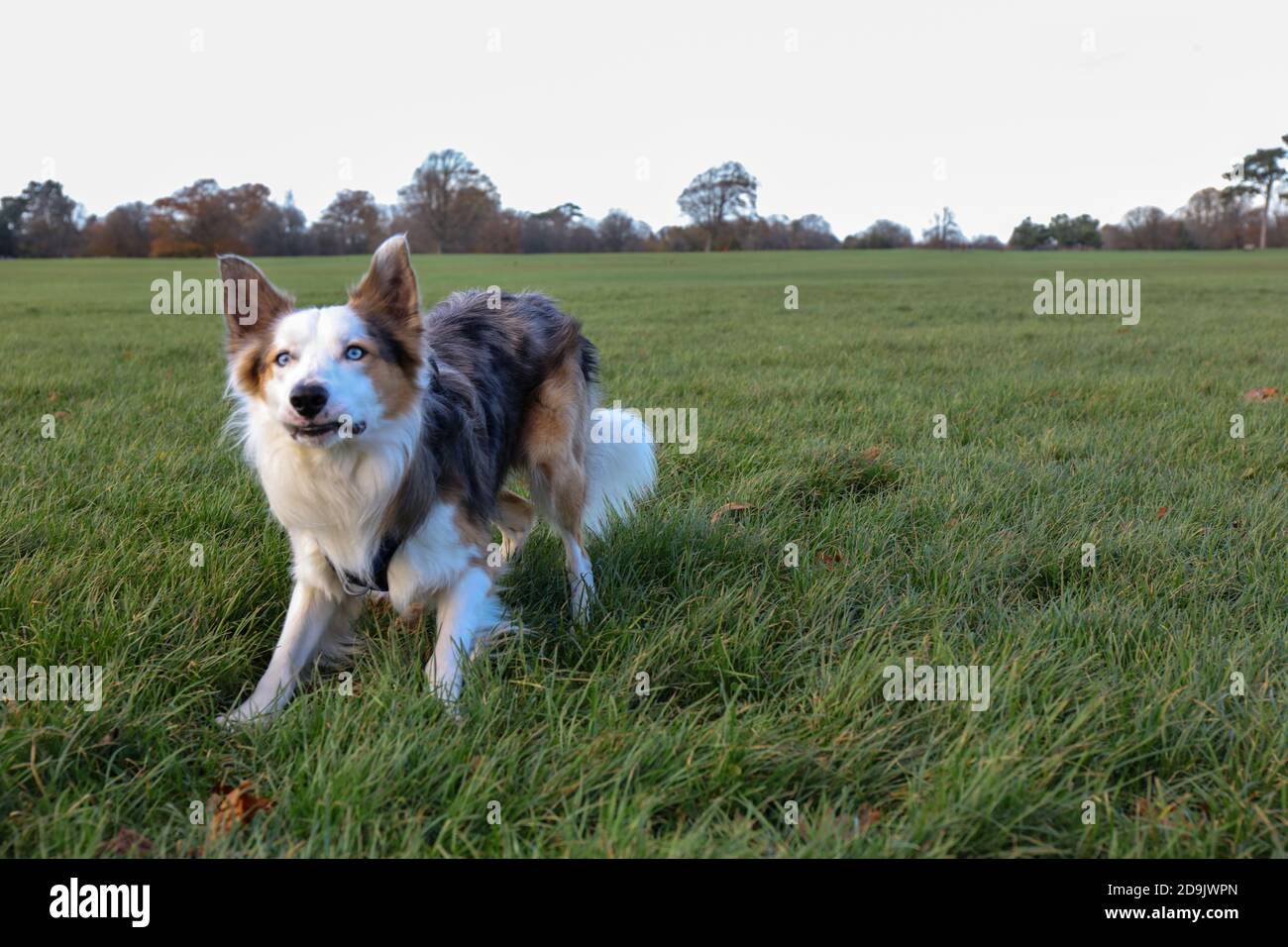 Happy Border collie Tri Merle dog with blue eyes on the green grass ...