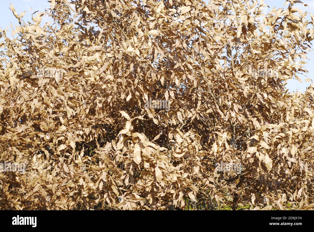 a tree full of withered lifeless leaves in the sun Stock Photo - Alamy