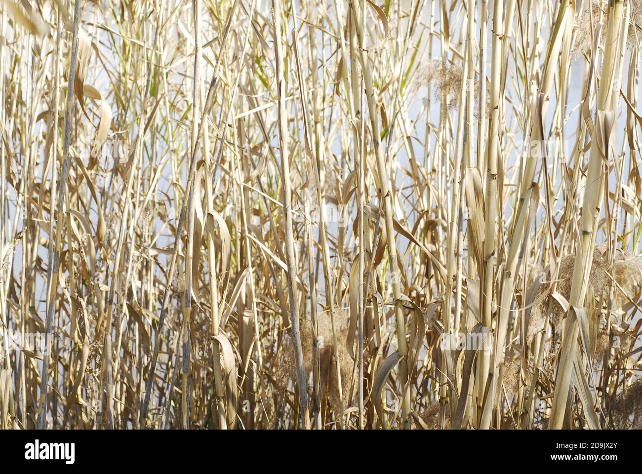 Reed rods hi-res stock photography and images - Alamy