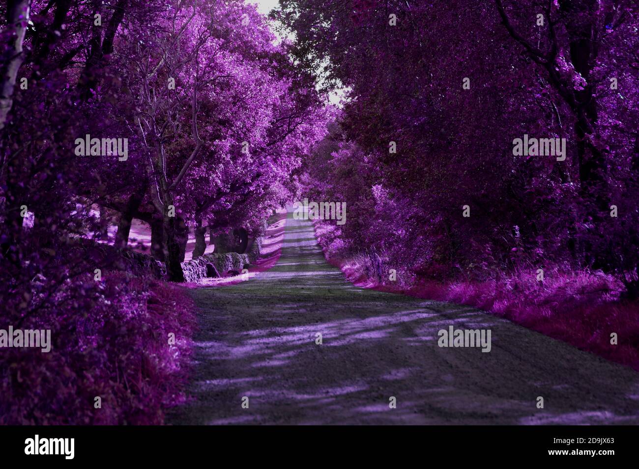 Forrest walks hi-res stock photography and images - Alamy