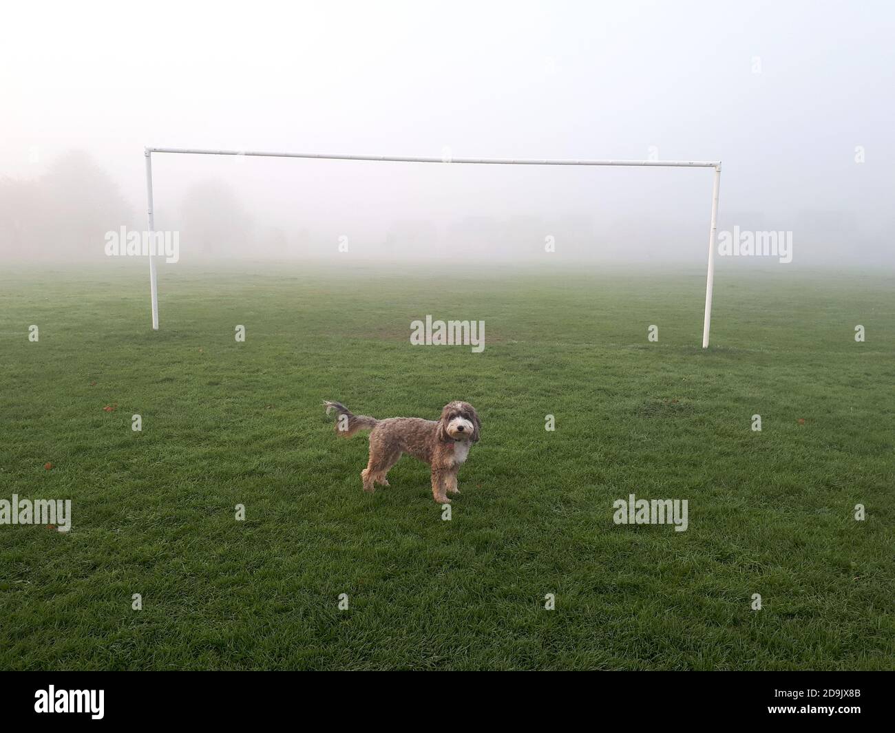 Peterborough, UK. 06th Nov, 2020. A foggy start to the day as a dog ...