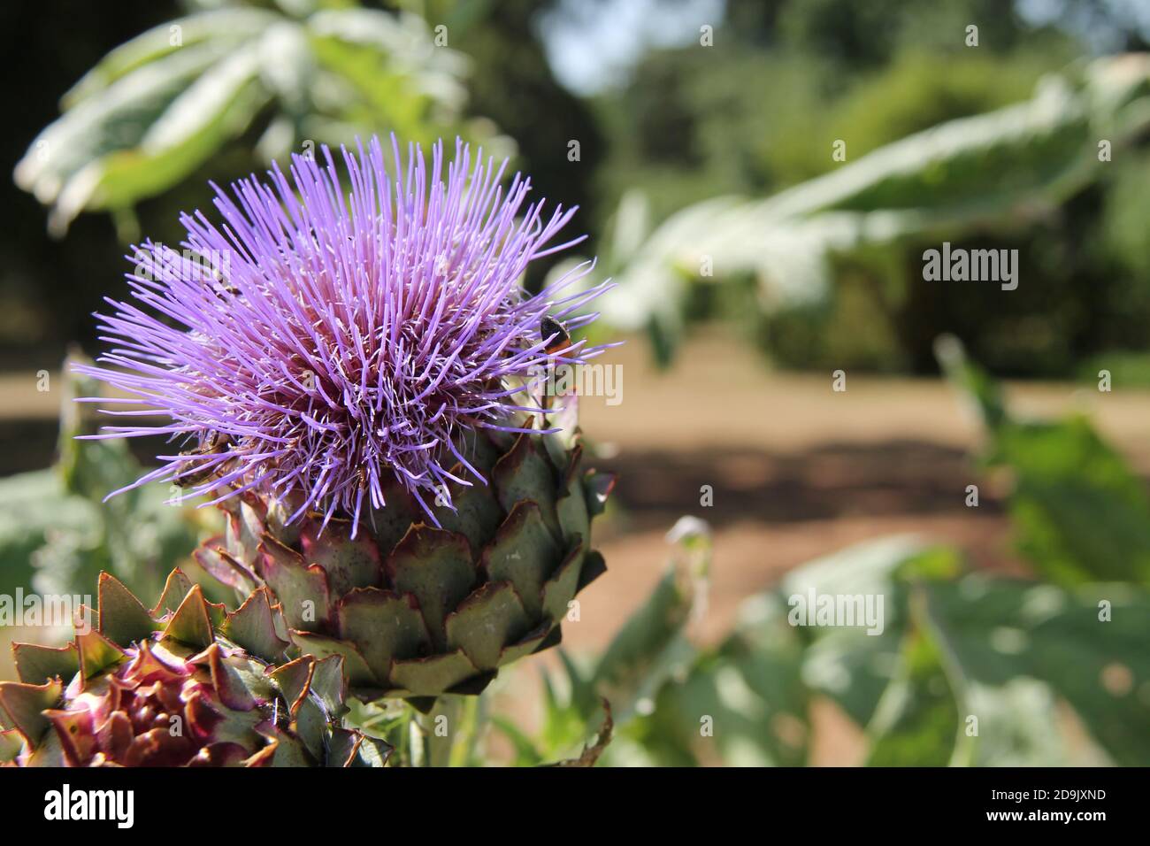 The Beautiful Purple Flower Head of a Cardoon Plant Stock Photo - Alamy
