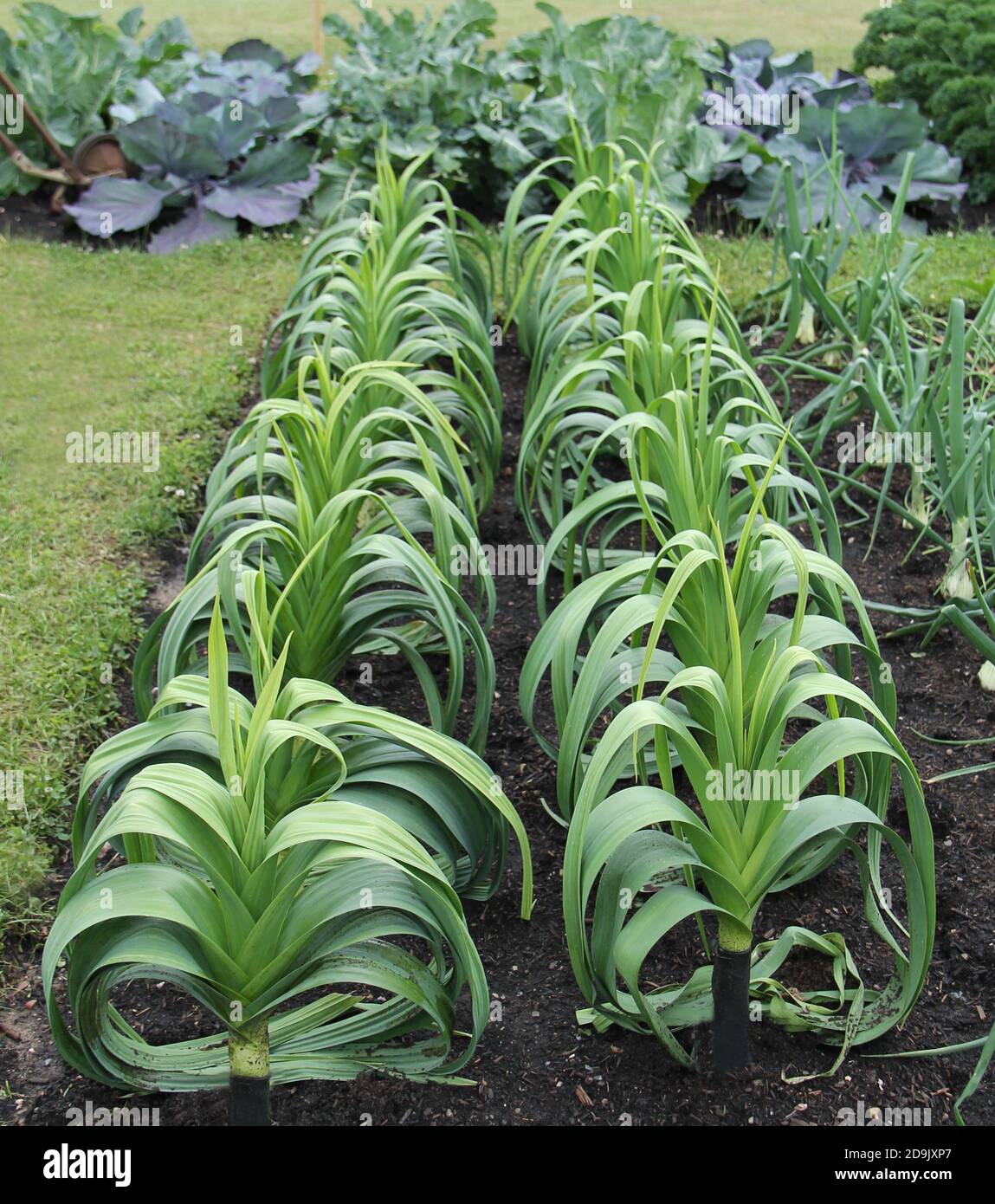 A Beautiful Display of Leek Plants in a Vegetable Garden Stock Photo ...