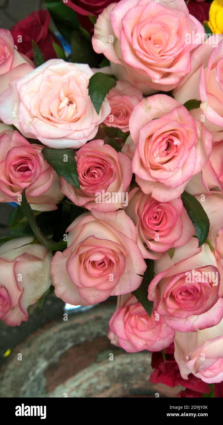 Whitish pink hi-res stock photography and images - Alamy